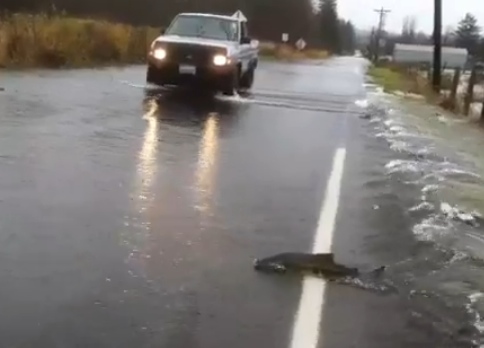 Why Did The Salmon Cross The Road?