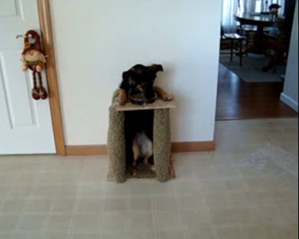 Dog Eats On His Chair