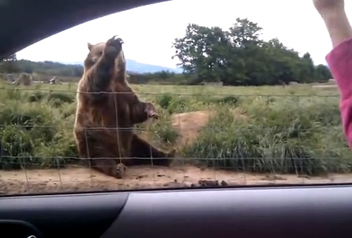 The Waving Bear