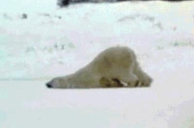Polar Bear Monday Mornings