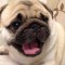 The Cutest Pug Ever: Honey, Instagram's Cutest Pug