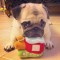 The Cutest Pug Ever: Honey, Instagram's Cutest Pug