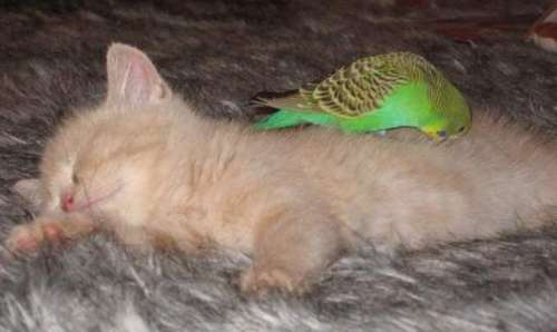 The Ten Most Adorably Unusual Animal Friendships
