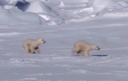 The Cutest Animal GIFs Ever Seen