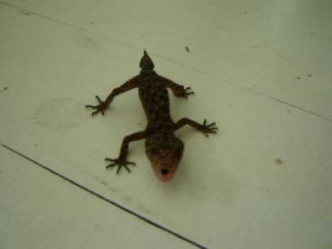 One Angry Gecko
