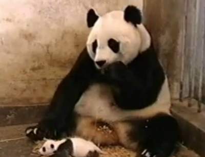 A Sneezing Baby Panda