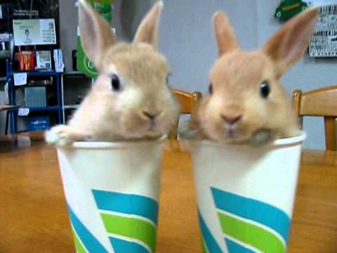 Rabbit Twins In Cups