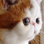 Snoopybabe: The Definitive Gallery Of Instagram's Cutest Cat