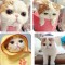 Snoopybabe: The Definitive Gallery Of Instagram's Cutest Cat