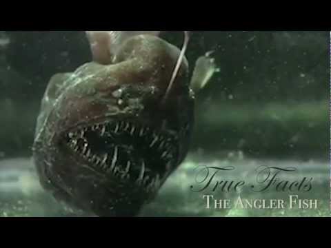 Angler Fish Facts – PBH2