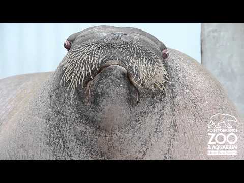 Walrus Phonetics