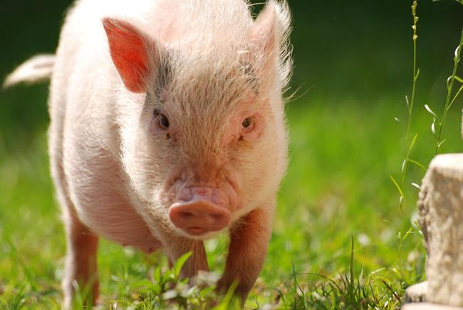 Meet Hamlet: The World's Cutest Pig