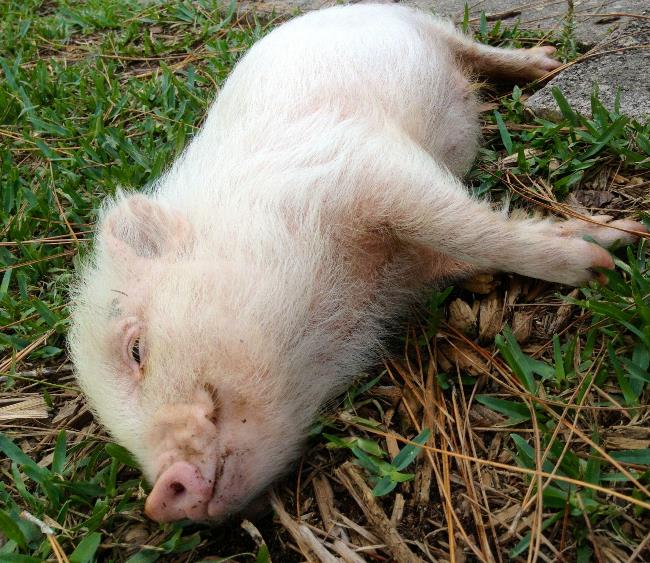 Meet Hamlet: The World's Cutest Pig