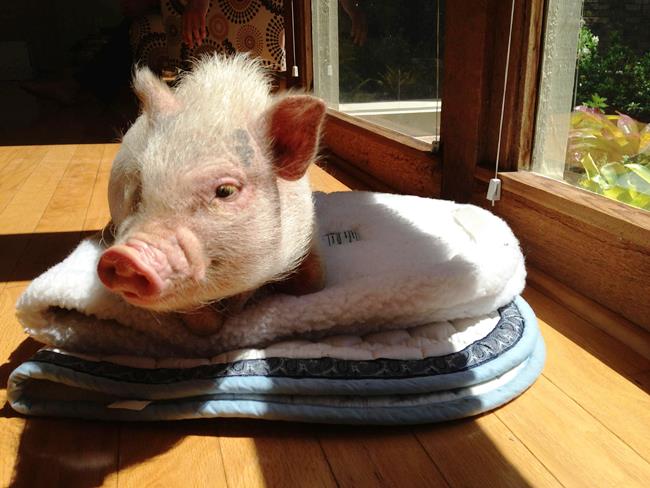Meet Hamlet: The World's Cutest Pig