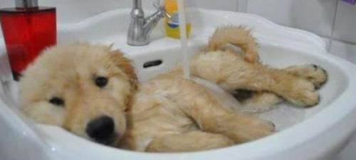 The 25 Most Adorable GIFs Of Animals Taking Baths