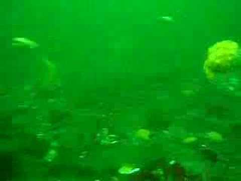 How Scallops Swim