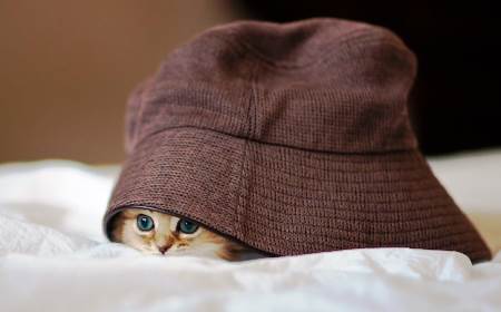 The Most Photogenic Cat The World Has Ever Seen