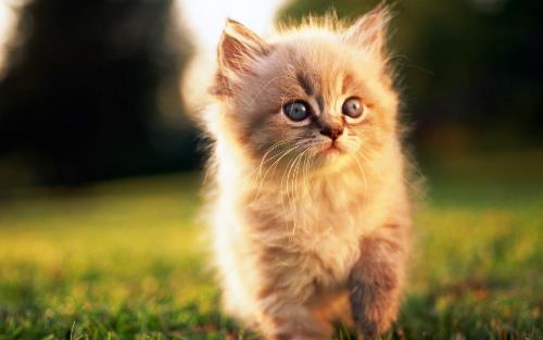 The 55 Best Cat GIFs Ever