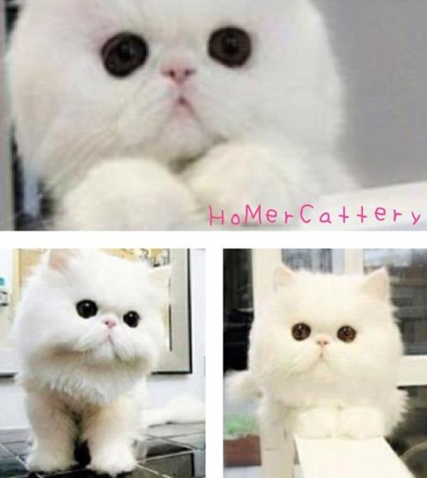 The Most Mind Blowingly Cute Cats Of Instagram