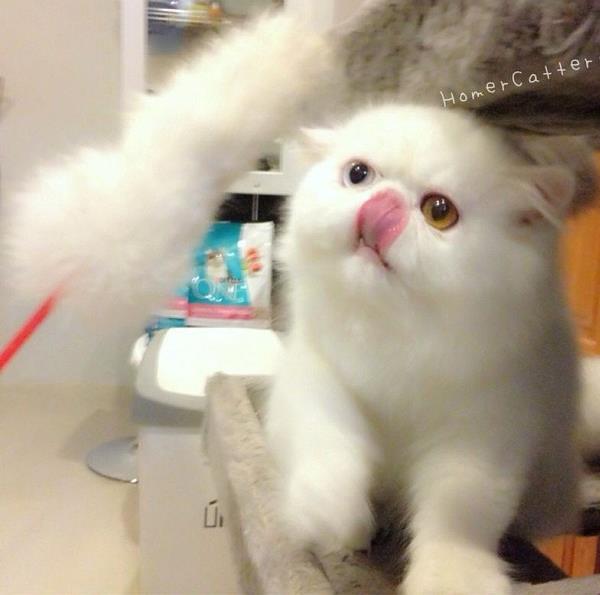 The Most Mind Blowingly Cute Cats Of Instagram