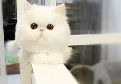 The Most Mind Blowingly Cute Cats Of Instagram