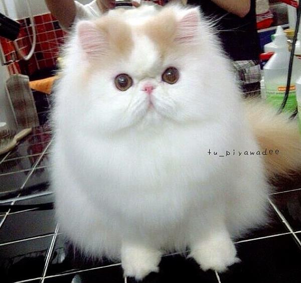 The Most Mind Blowingly Cute Cats Of Instagram