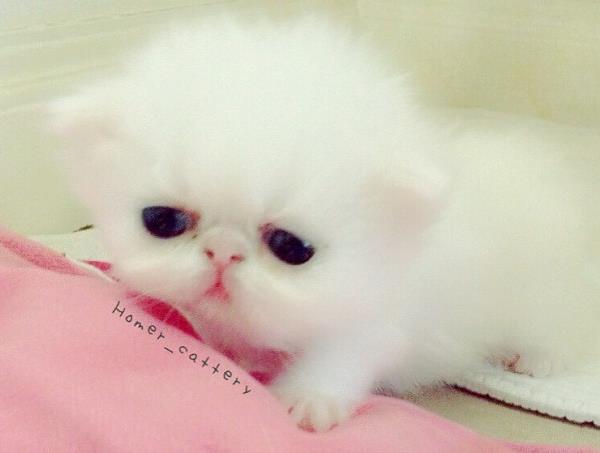 The Most Mind Blowingly Cute Cats Of Instagram