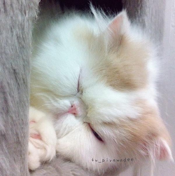 The Most Mind Blowingly Cute Cats Of Instagram