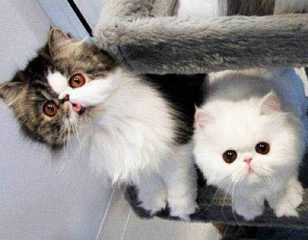 The Most Mind Blowingly Cute Cats Of Instagram