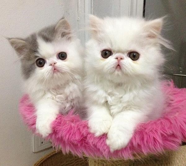 Really Cute Fluffy Kittens