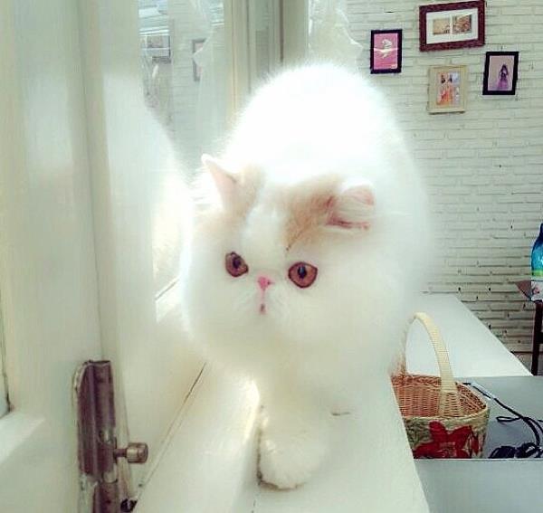 The Most Mind Blowingly Cute Cats Of Instagram