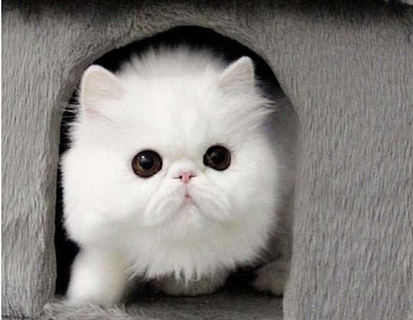 The Most Mind Blowingly Cute Cats Of Instagram