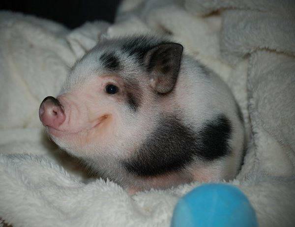 43 Cutest Pictures Ever Seen On The Internet