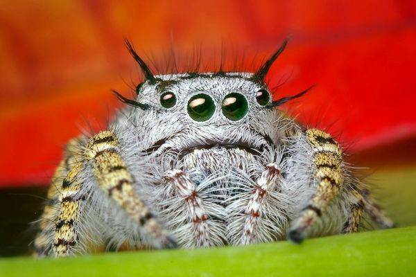 43 Cutest Pictures Ever Seen On The Internet