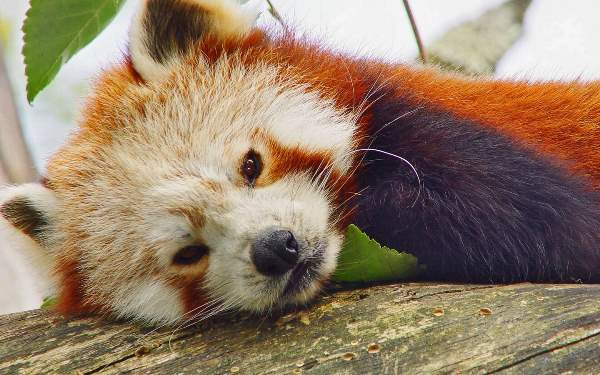 The Cutest Red Panda Photos Ever