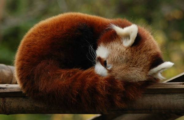 The Cutest Red Panda Photos Ever