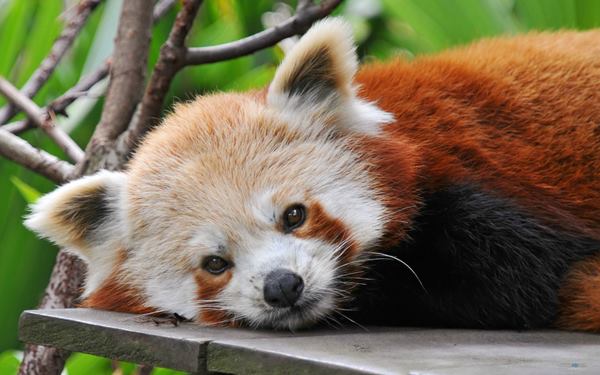 The Cutest Red Panda Photos Ever