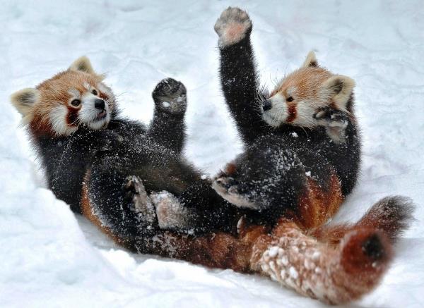 The Cutest Red Panda Photos Ever