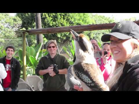 The Amazing Call Of The Kookaburra
