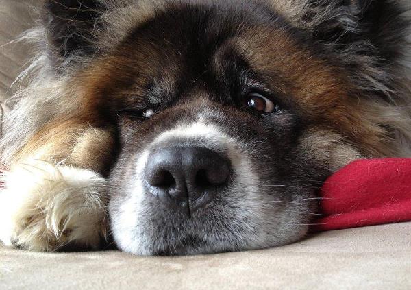 The Cutest Akita Photos Ever