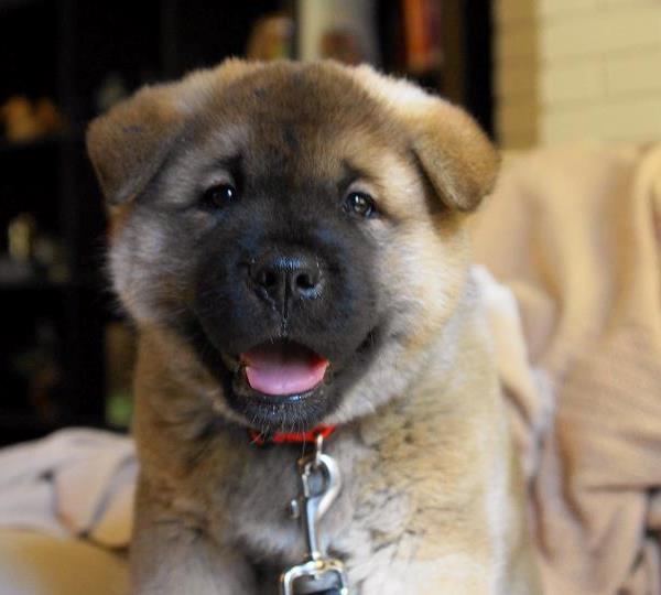 The Cutest Akita Photos Ever
