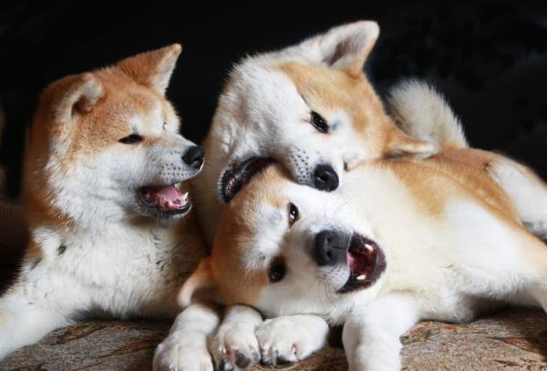 The Cutest Akita Photos Ever