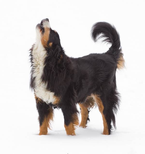 Adorable Photos Of Dogs Loving Snow