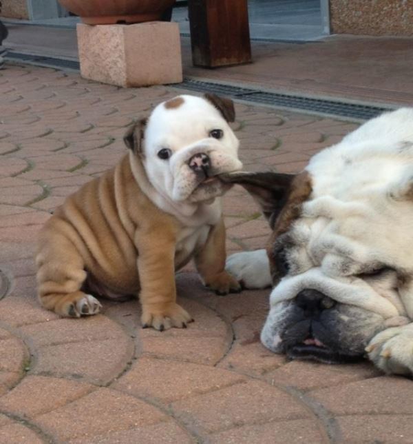 The Cutest Puppy Pictures Ever