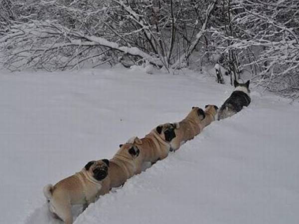 Adorable Photos Of Dogs Loving Snow