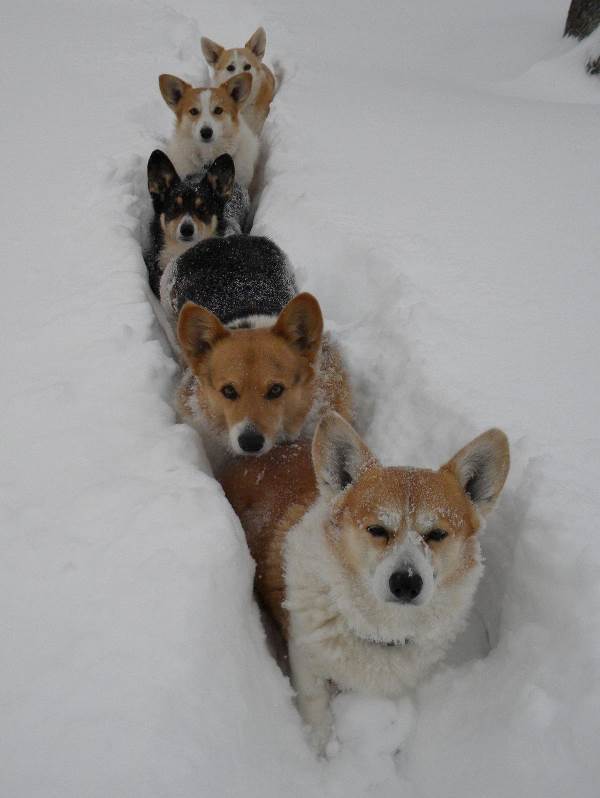 Adorable Photos Of Dogs Loving Snow