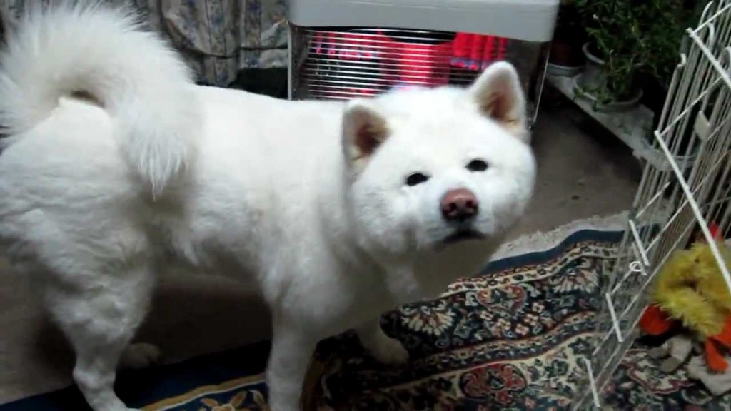 The Cutest Akita Photos Ever