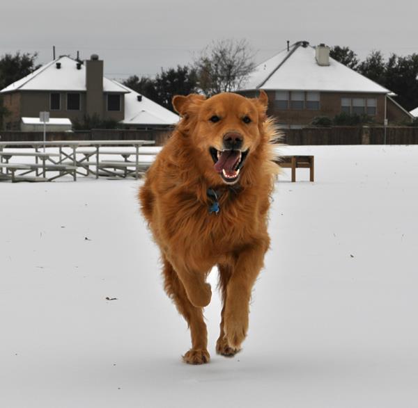 Adorable Photos Of Dogs Loving Snow