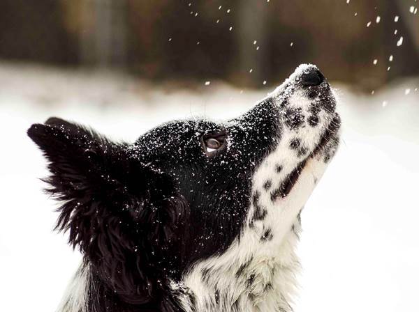 Adorable Photos Of Dogs Loving Snow