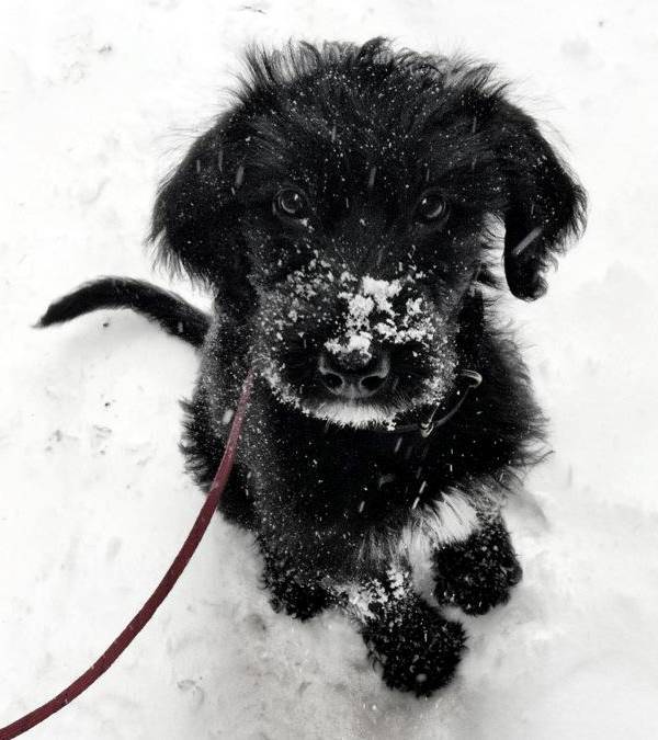 Adorable Photos Of Dogs Loving Snow